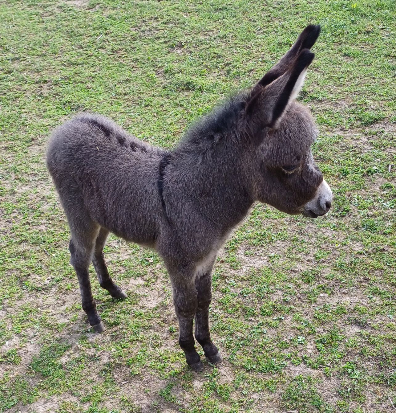 Miniesel von der Salze® – Kleinste Eselrasse der Welt